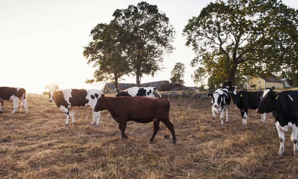 Nigeria Targets $90bn from Textile, Livestock by 2035 | Business Post ...