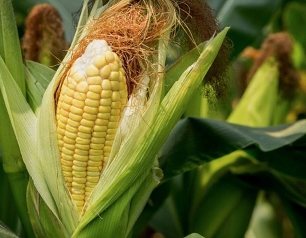 FG Approves Genetically Modified Maize for Open Cultivation | Business ...