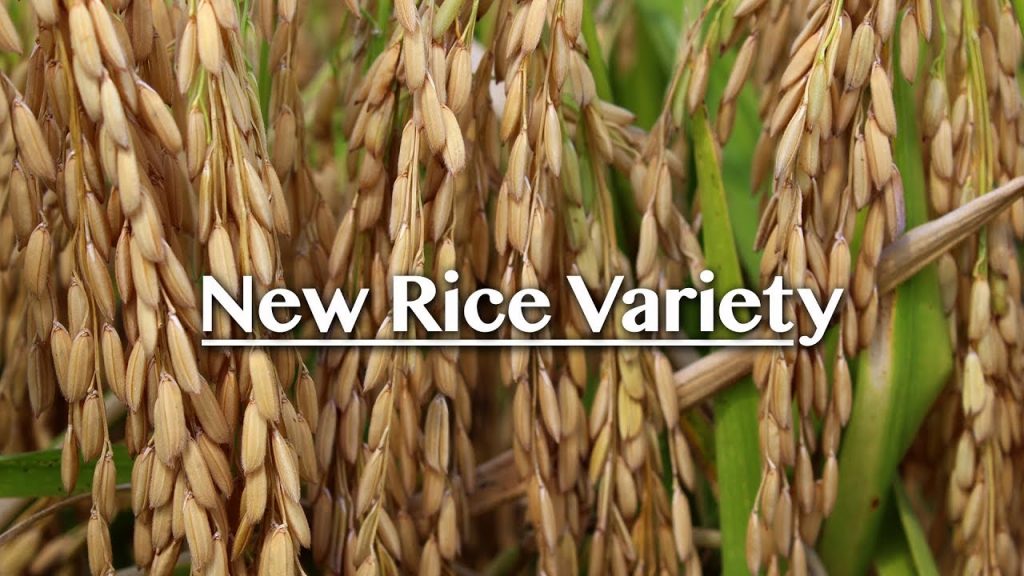 FG Releases New Rice Variety to Ensure Food Sufficiency | Business Post ...
